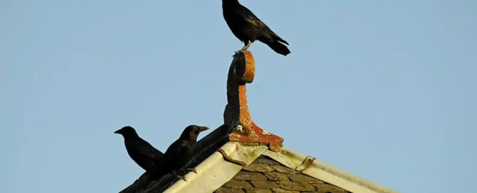 Animals & Your Roof: What’s the Risk? | Findlay Roofing
